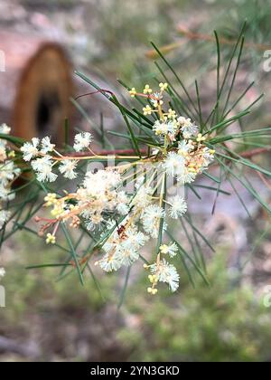 Flax-leaved Wattle (Acacia linifolia Stock Photo - Alamy