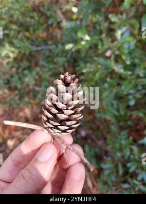 spruce pine (Pinus glabra Stock Photo - Alamy