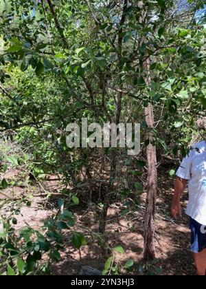 Broad Leaved Native Cherry (Exocarpos latifolius), Plantae, Mulara QLD ...