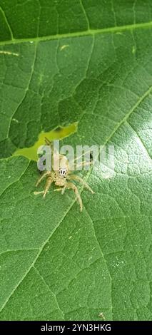 Green Jumping Spider (Mopsus mormon Stock Photo - Alamy
