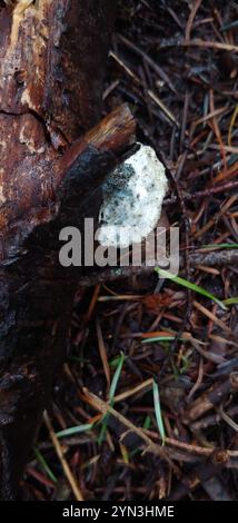 Blue Cheese Polypore (Cyanosporus caesius Stock Photo - Alamy
