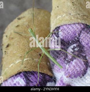 Margin-winged Stick Insect (Ctenomorpha marginipennis), Insecta ...