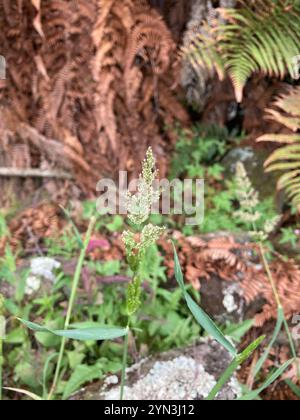 water beard grass (Polypogon viridis) Plantae Stock Photo - Alamy
