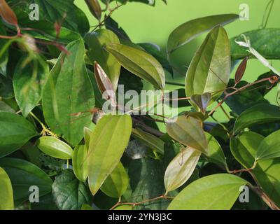 Bearded Smilax (Smilax bracteata Stock Photo - Alamy