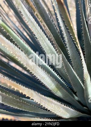 Wheeler sotol (Dasylirion wheeleri Stock Photo - Alamy