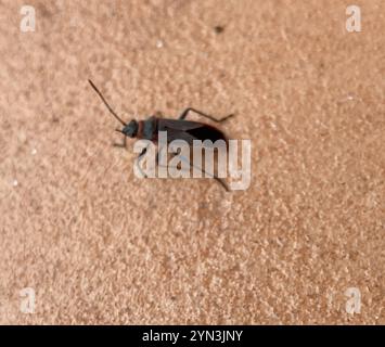 Swan plant seed bug (Arocatus rusticus), Insecta, St Paul’s Collegiate ...