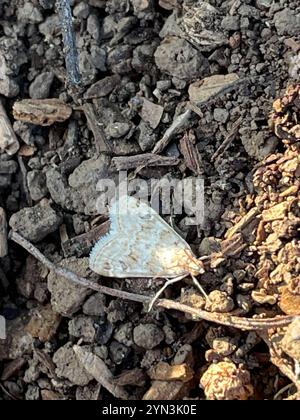 Cabbage Webworm Moth (Hellula rogatalis Stock Photo - Alamy