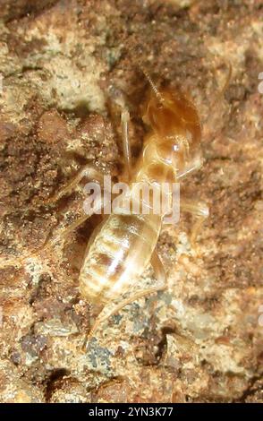 Northern Harvester Termite (Hodotermes mossambicus), Insecta, Erongo ...