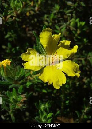 Long-hair Guinea-flower (Hibbertia crinita Stock Photo - Alamy