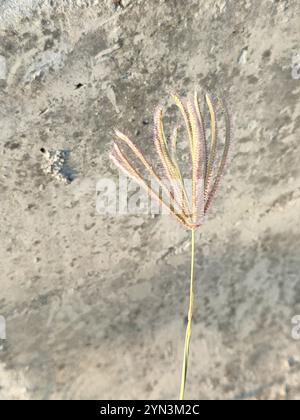Finger Grass (Chloris barbata Stock Photo - Alamy