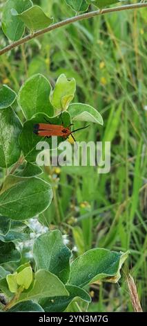 Net-winged Beetles (Lycidae Stock Photo - Alamy