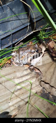 Salmon-striped Frog (Limnodynastes salmini Stock Photo - Alamy