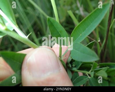 Round Pod Rattle Bush (Crotalaria globifera) Plantae Stock Photo - Alamy