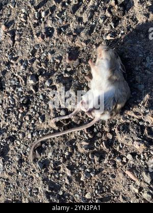 Merriam's kangaroo rat (Dipodomys merriami) native to the Sonoran ...
