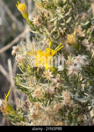 turpentine bush (Ericameria laricifolia Stock Photo - Alamy