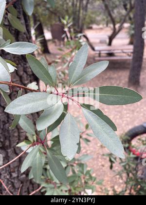 Arizona madrone (Arbutus arizonica Stock Photo - Alamy