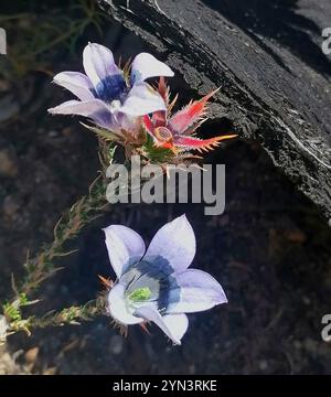 Roella ciliata L Stock Photo - Alamy
