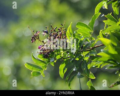 Evergreen Wisteria (Wisteriopsis reticulata Stock Photo - Alamy