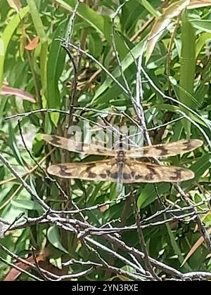 Graphic Flutterer (Rhyothemis graphiptera Stock Photo - Alamy