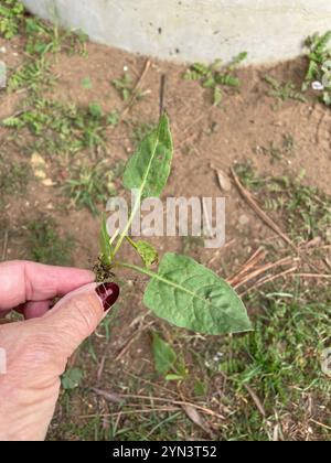 Devil's Thorn (Rumex spinosus Stock Photo - Alamy