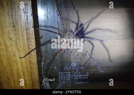 Long-legged Huntsman Spider (Heteropoda longipes), Arachnida, 62 ...