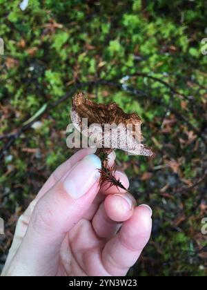 Brown Funnel Polypore (Coltricia perennis Stock Photo - Alamy
