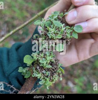 Caesar weed (Urena lobata Stock Photo - Alamy