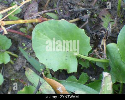 American Coinwort (Centella erecta Stock Photo - Alamy