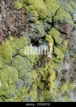 Sulphur Dust Lichen (Chrysothrix chlorina Stock Photo - Alamy