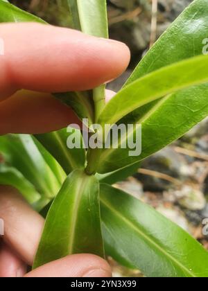 koromiko (Veronica salicifolia Stock Photo - Alamy