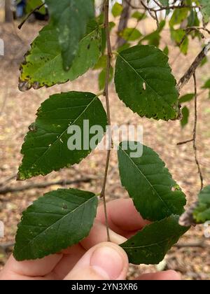 Water Elm (Planera aquatica Stock Photo - Alamy