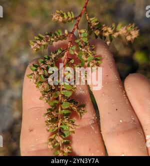 Red Caustic-creeper (Euphorbia thymifolia Stock Photo - Alamy