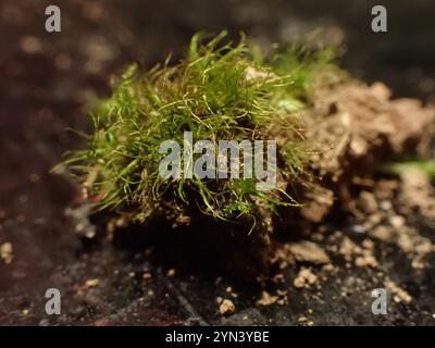 Pale Cow-hair Moss (Ditrichum pallidum) Plantae Stock Photo - Alamy