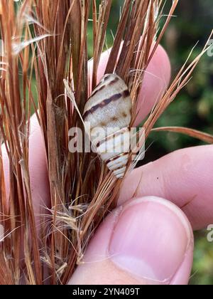 Master Treesnail (Mesembrinus dominicus Stock Photo - Alamy
