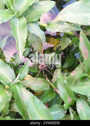 Fisheating Spiders (Nilus Stock Photo - Alamy