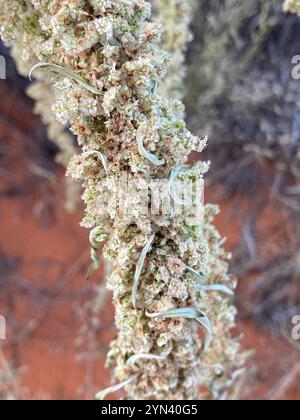 Fringed Amaranth (Amaranthus fimbriatus Stock Photo - Alamy
