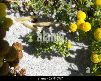 Beach Stinkweed (Oncosiphon sabulosus Stock Photo - Alamy