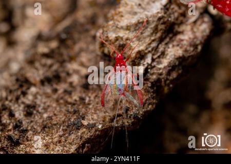 Giant Pecan Scale (Neosteingelia texana Stock Photo - Alamy