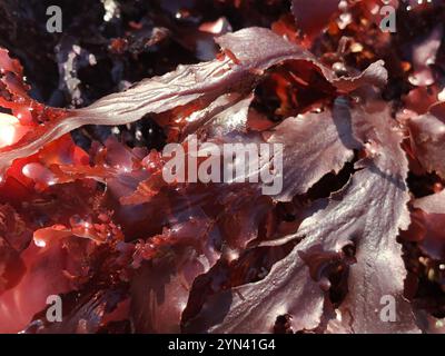 Grape Tongue (Cryptopleura ruprechtiana Stock Photo - Alamy