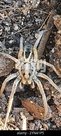 Union-Jack Wolf Spiders (Tasmanicosa Stock Photo - Alamy