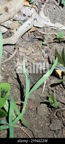 New Holland Frog (Ranoidea novaehollandiae Stock Photo - Alamy