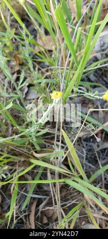 Common Everlasting (Chrysocephalum apiculatum Stock Photo - Alamy
