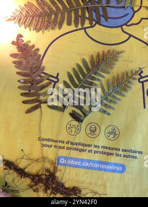 (Polypodium × incognitum Stock Photo - Alamy