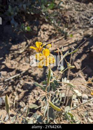 Coues' senna (Senna covesii Stock Photo - Alamy