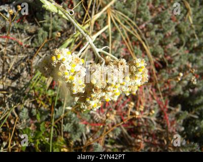 Honey Everlasting (Helichrysum patulum Stock Photo - Alamy