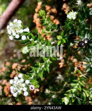 Pine Hardleaf (Phylica pinea Stock Photo - Alamy