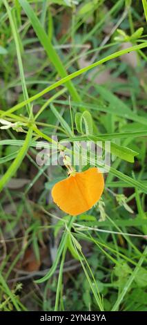 spade flower (Pigea stellarioides Stock Photo - Alamy