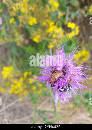 Orange Small Fruit Chafer (Leucocelis rubra Stock Photo - Alamy