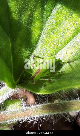 Australian Common Garden Katydid (Caedicia simplex Stock Photo - Alamy
