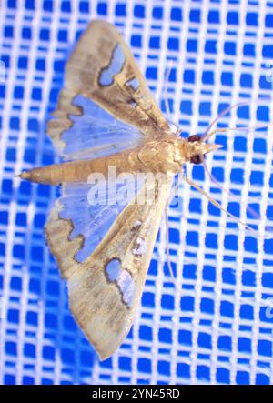 Mung Bean Moth (Maruca vitrata Stock Photo - Alamy